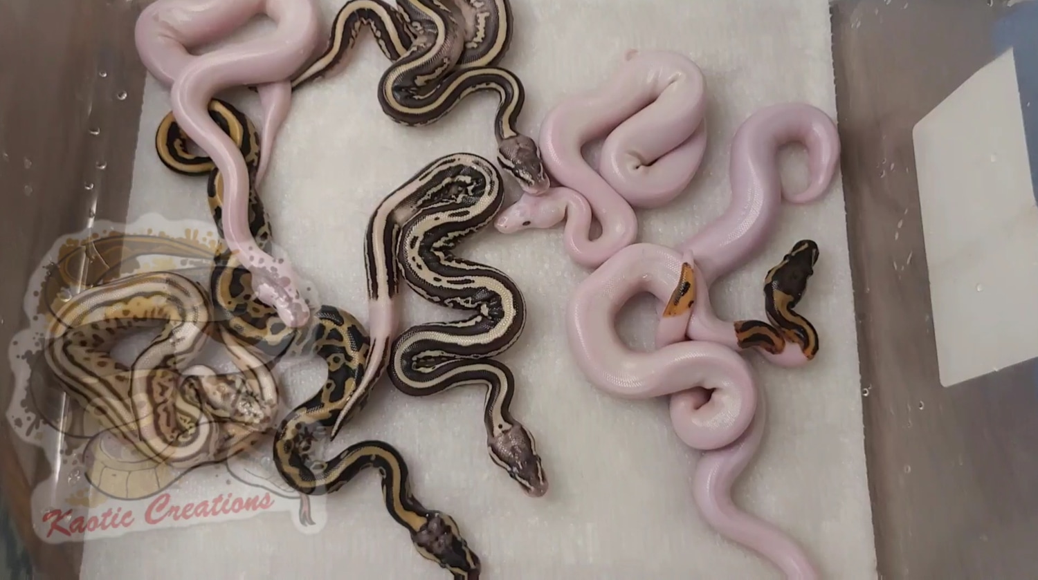 Ball Python Clutch: breeding-23-Z7V6 by Kaotic Creations - MorphMarket