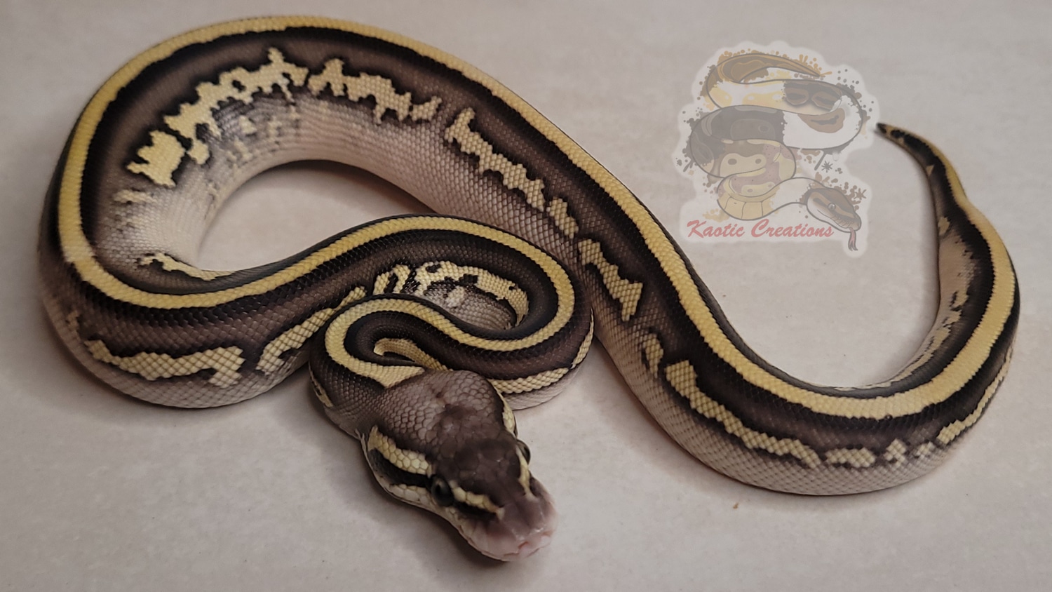 Lesser Leopard Pastel Het Pied Possible Yellow Belly Ball Python by ...