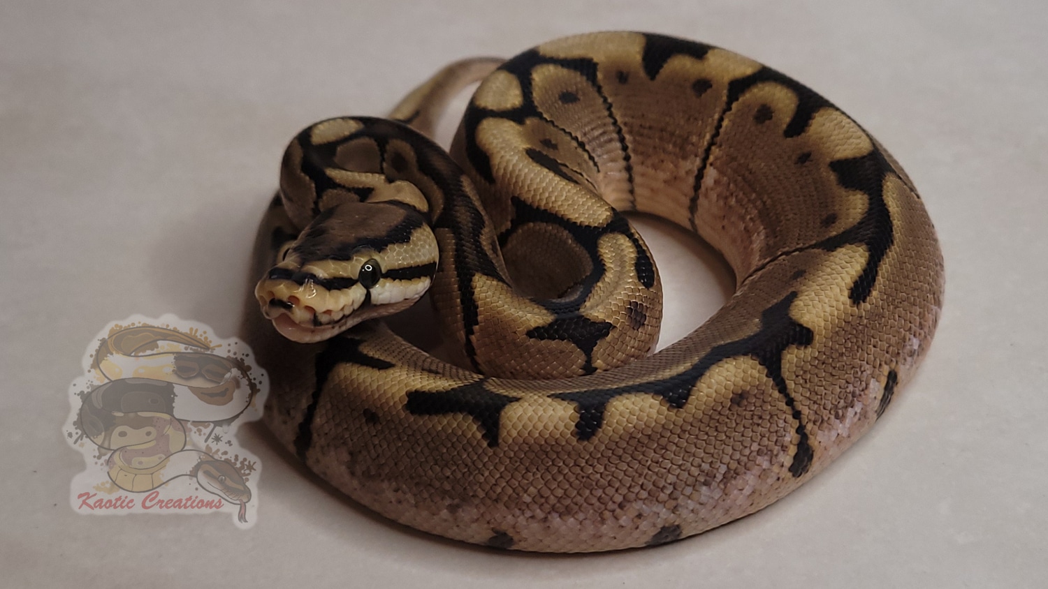 Spider Het Pied Het VPI Axanthic Ball Python by Kaotic Creations ...