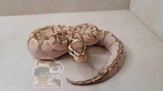 Bamboo Enchi Calico Ball Python by Kaotic Creations