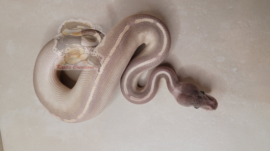 Mystic Potion Ball Python by Kaotic Creations