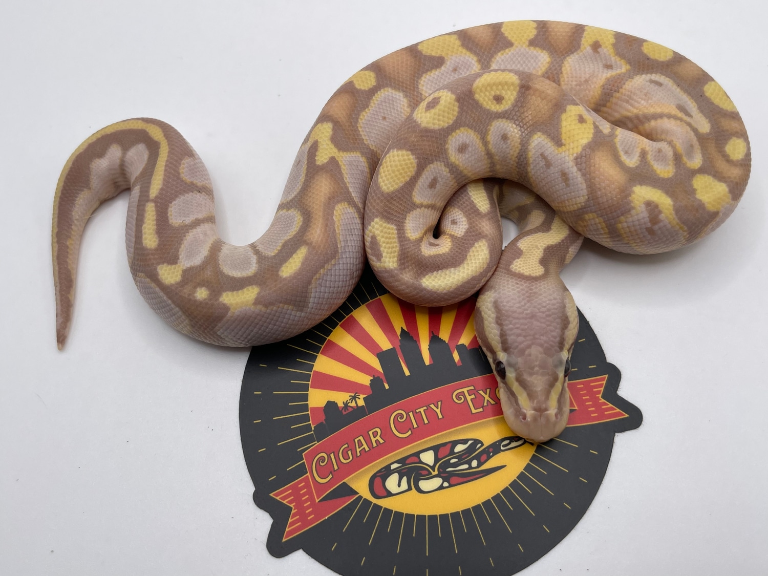 2022 1.0 Pastel Banana Het Albino Ball Python by Cigar City Exotics ...