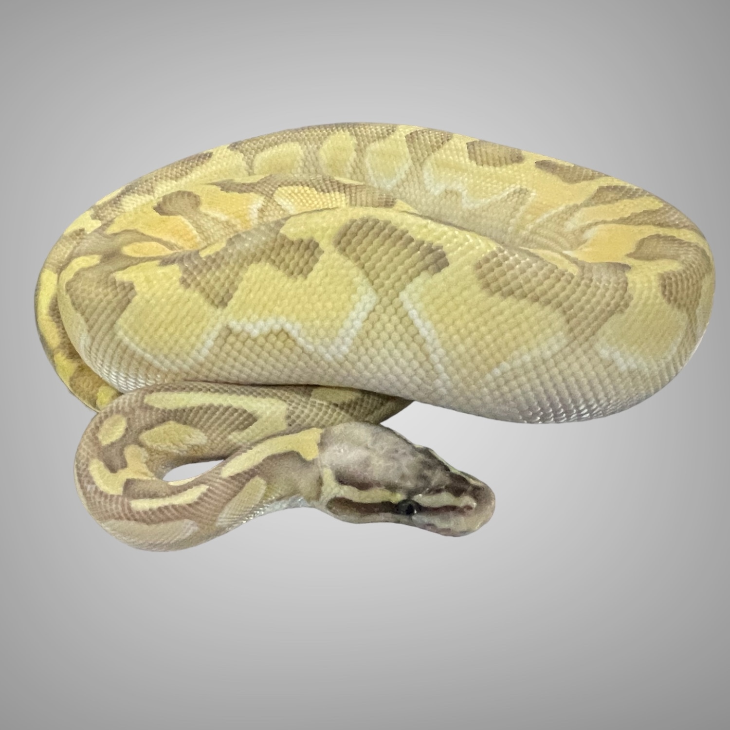 2022 0.1 Pastel Butter Enchi Hypo Ball Python by Cigar City Exotics ...