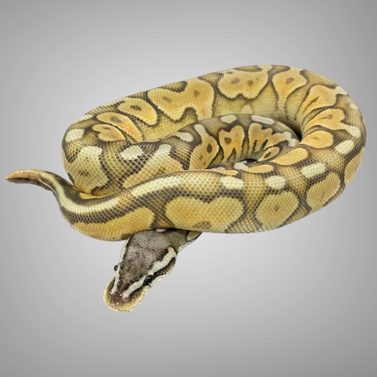 2022 0.1 Hypo Pewter Enchi Ball Python by Cigar City Exotics