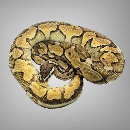 2022 0.1 Pewter Enchi 100% Het Hypo Ball Python by Cigar City Exotics