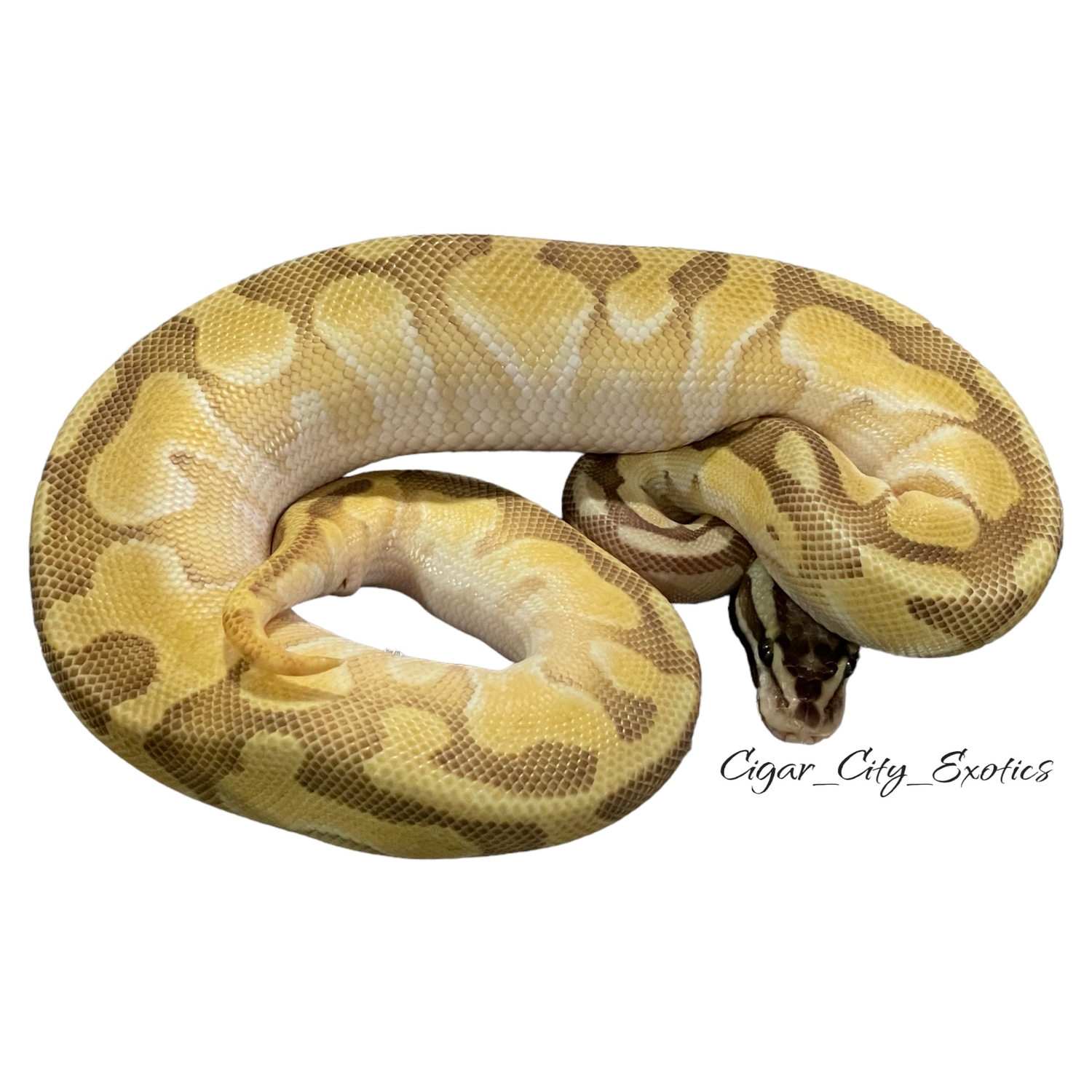 2023 1.0 Pastel Butter Enchi Het Ghost 50% Het G-Stripe Ball Python by ...
