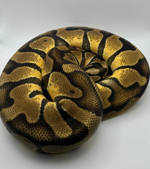 2021 0.1 Lemon Pastel Enchi Proven Breeder Ball Python by Cigar City ...