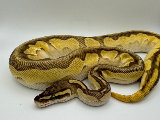 2023 0.1 Black Head Enchi Butter Pastel Het Hypo 50% Het G-Stripe Ball ...