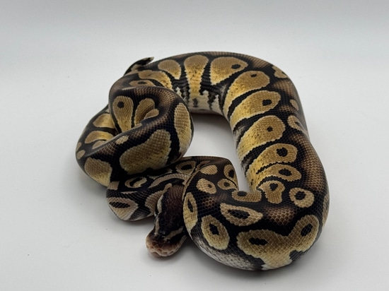2024 1.0 Pastel Dinker 66% DH TSK Axanthic/GStripe Ball Python by Cigar ...
