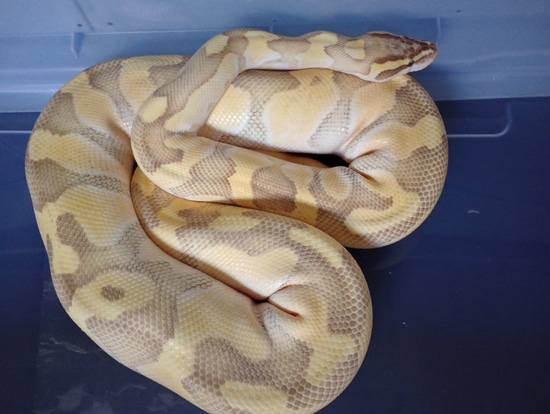 BEL Project Ball Python by Jenc0310