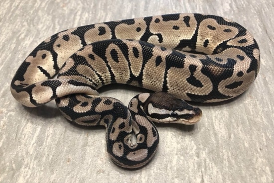Pastel VPI Axanthic Ball Python by Carey Tails & Exotics
