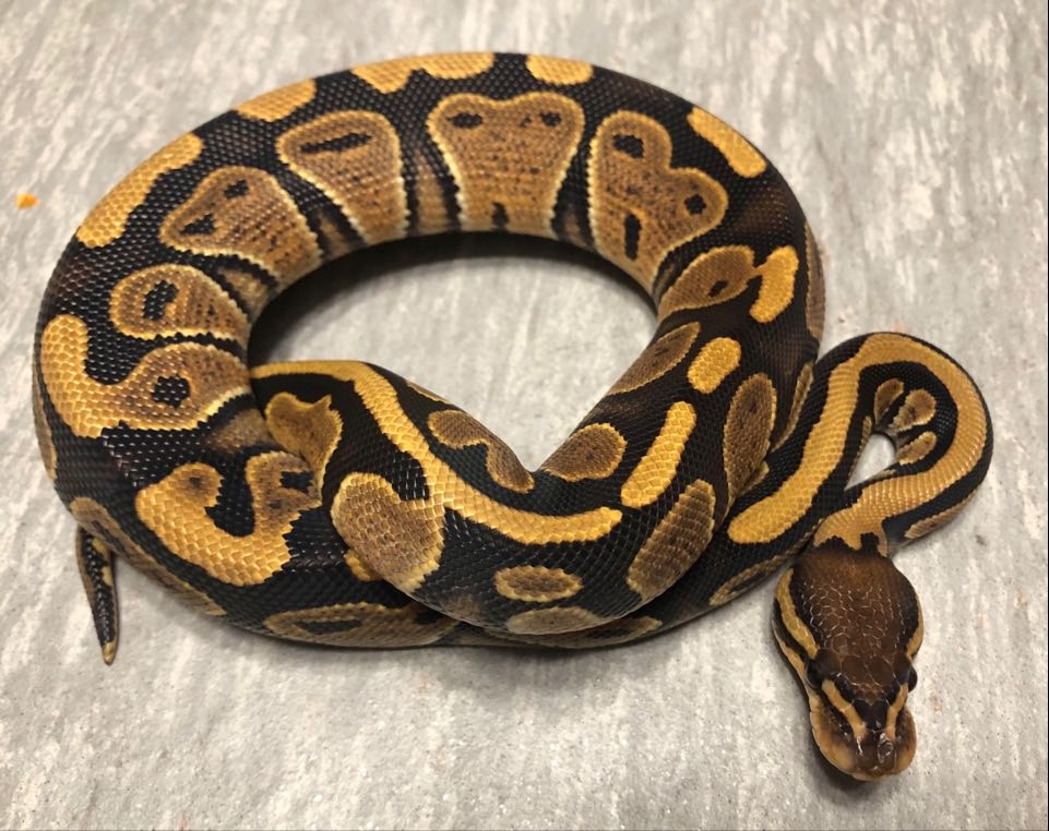 Arroyo Ball Python by Carey Tails & Exotics - MorphMarket