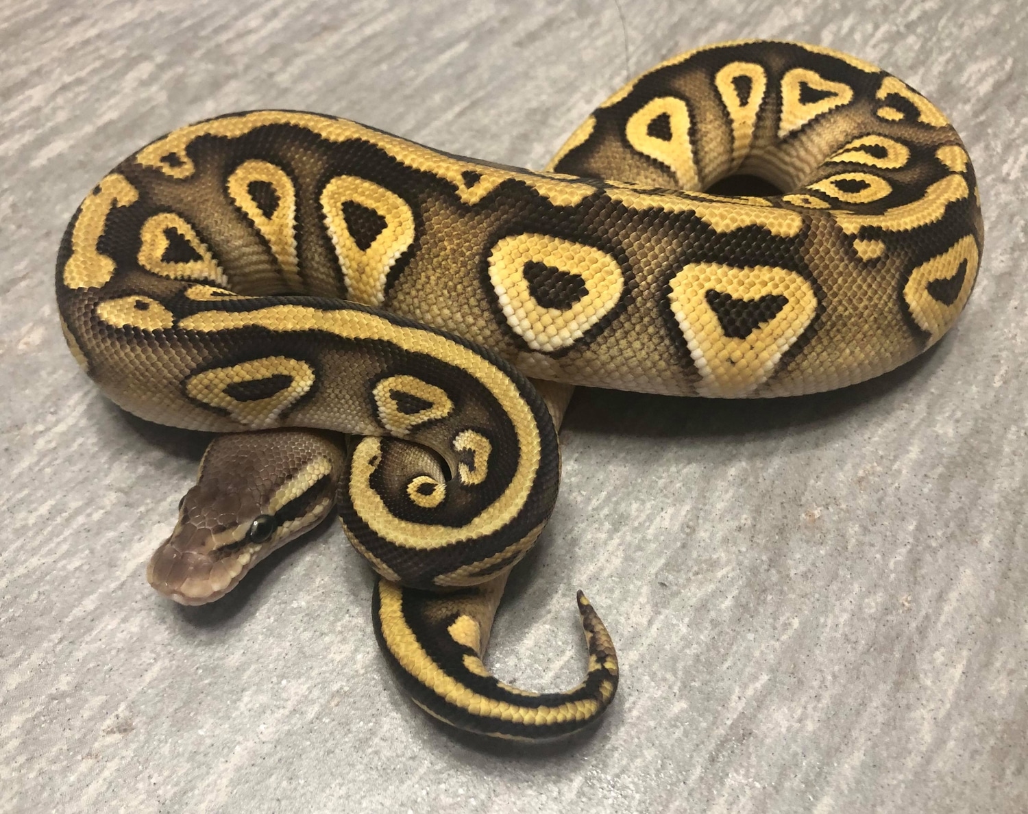 Vanilla Pastave Ball Python by Carey Tails & Exotics - MorphMarket