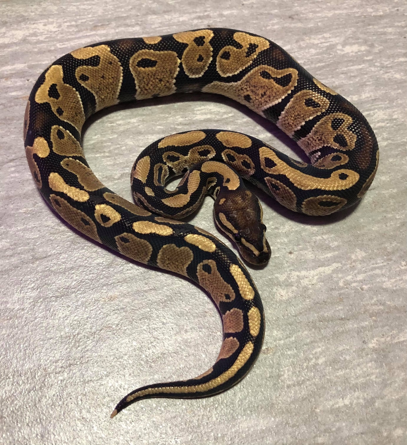 100% Het Orange Ghost Ball Python by Carey Tails & Exotics - MorphMarket