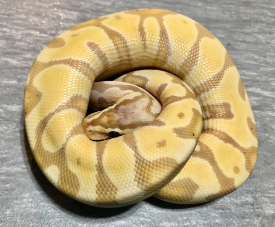 Coral Glow Pastel Enchi Ball Python by Carey Tails & Exotics