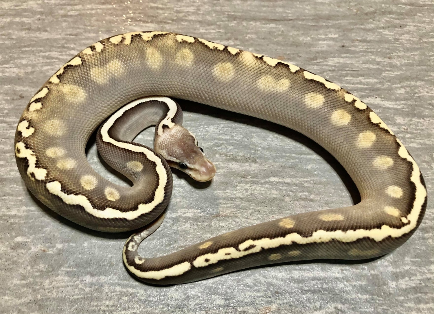 GHi Pastave Fire/Vanilla Ball Python by Carey Tails & Exotics - MorphMarket