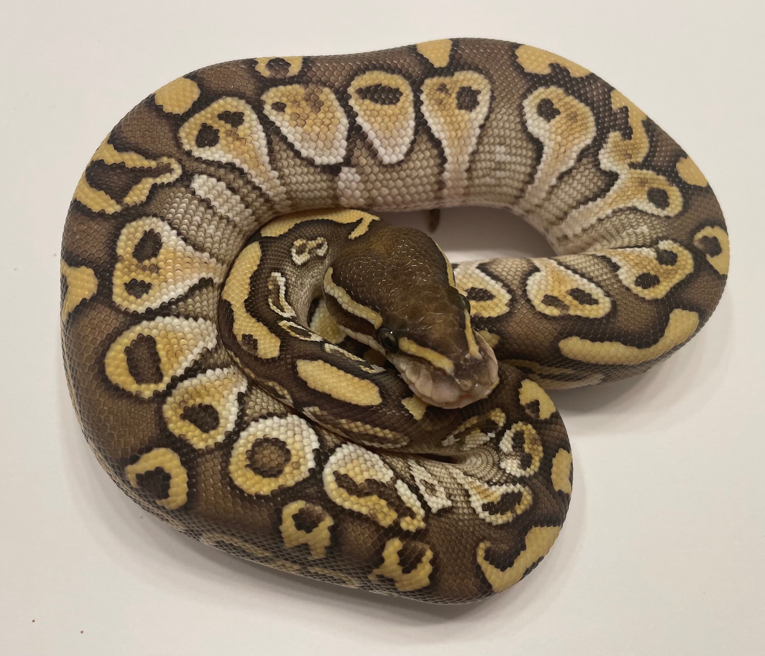 Hurricane Lesser Ball Python by Carey Tails & Exotics - MorphMarket