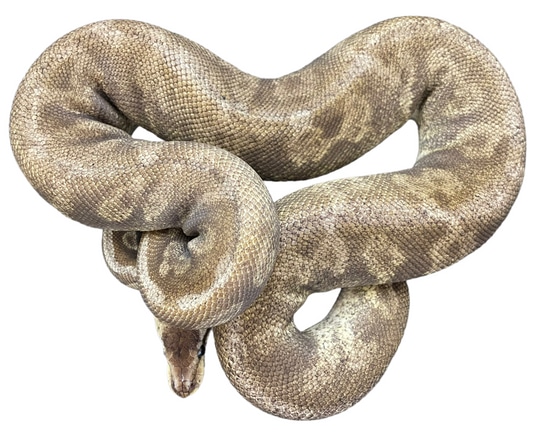 GHI Black Pewter Ball Python by Carey Tails & Exotics
