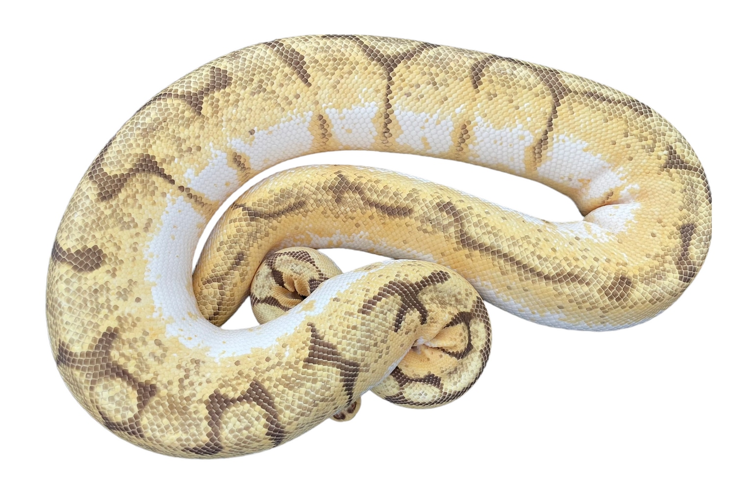 FemalePastel Calico Enchi Poss YB Ball Python by Carey Tails & Exotics ...