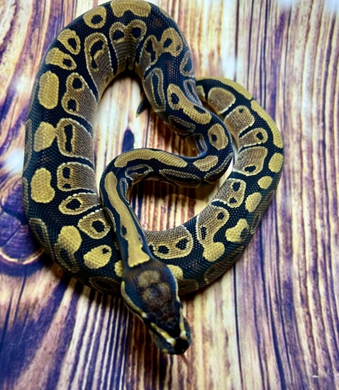 Granite Het Hypo Ball Python by Welborn Exotics