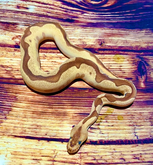 Orange Dream Enchi Leopard Yellowbelly Clown Ball Python by Welborn Exotics