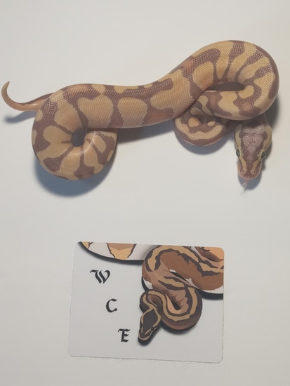 Banana Chocolate Enchi Pastel Ball Python by Whiskey City Exotics