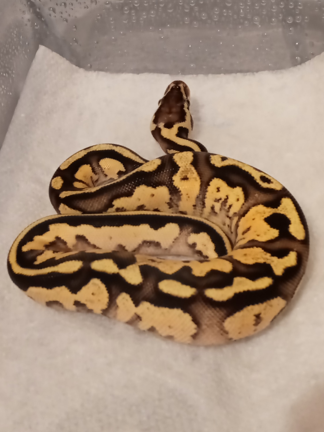 Yellow Belly Firefly 100% Het Pied Ball Python by Whiskey City Exotics ...