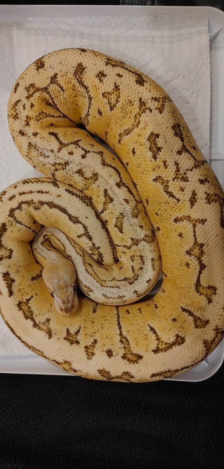 Super Pastel Fire Pinstripe Ball Python by Whiskey City Exotics ...
