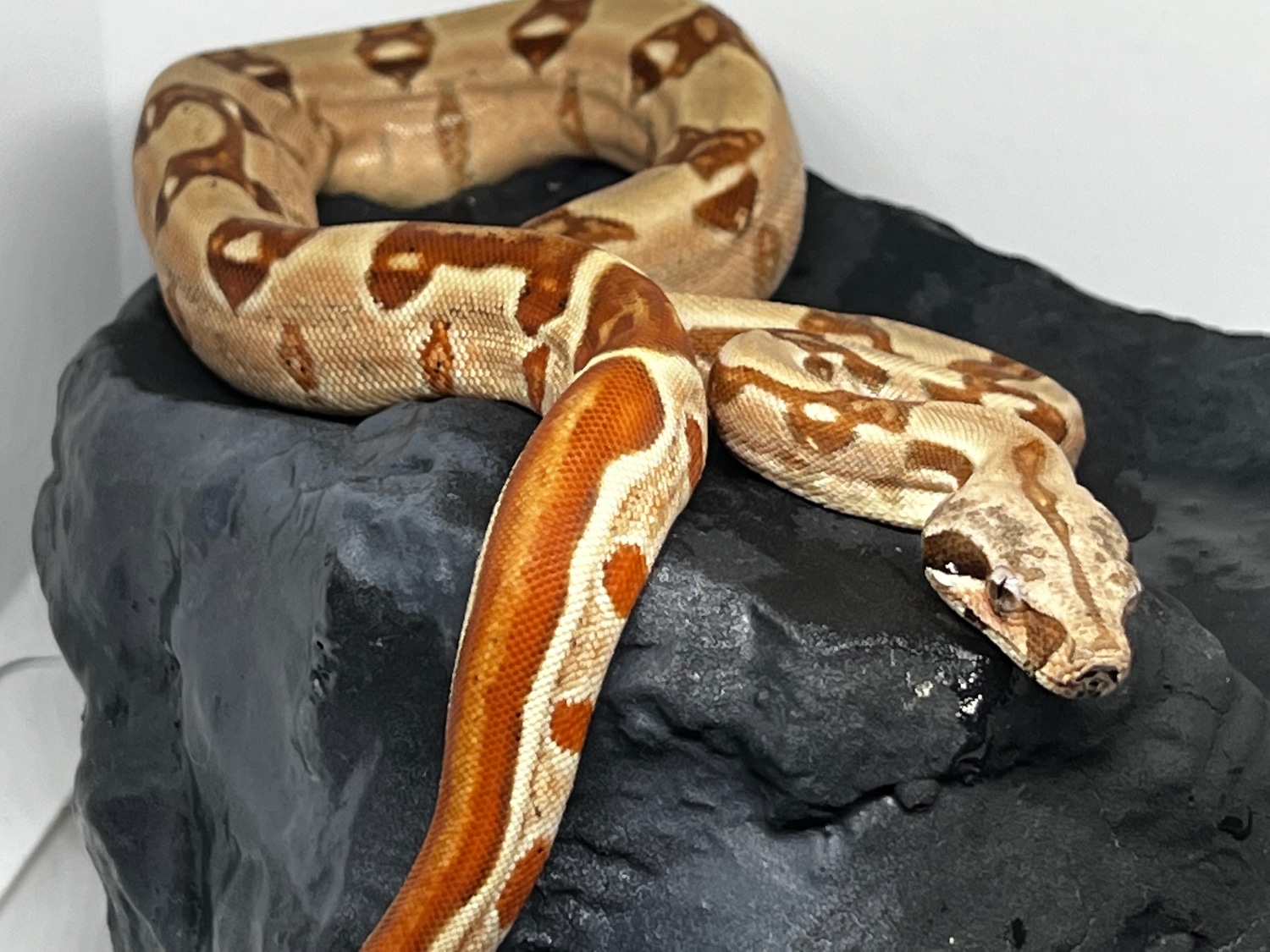 Hypo Pink Panther Jungle 100% Het Vpi Boa Constrictor by Jenkinsboas2020 - MorphMarket