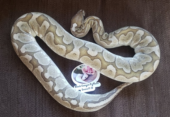 Bamboo Ball Python by Black Canyon Pythons