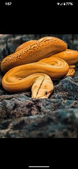 Mochino Golden Child Platinum Reticulated Python by Vivus Mortuus ...