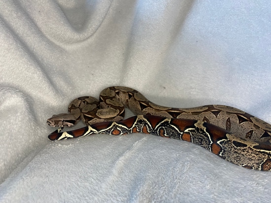 Guyana Red Tail Boa True Red-Tailed Boa Constrictor by Hybrid Exotics