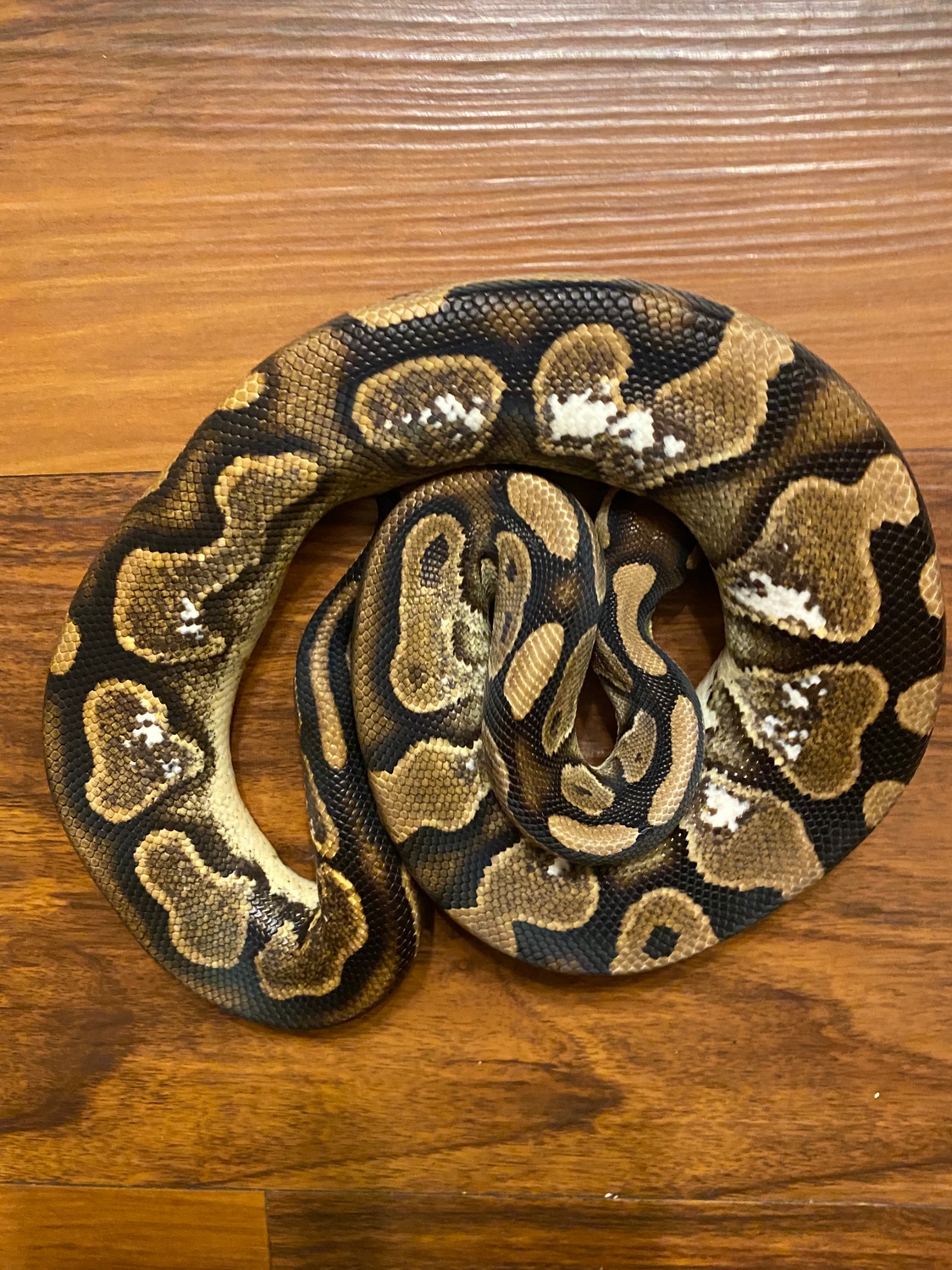 Calico Ball Python by Atlanta Reptiles - MorphMarket