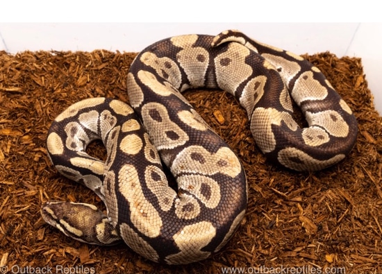 Volta Ball Python by Atlanta Reptiles