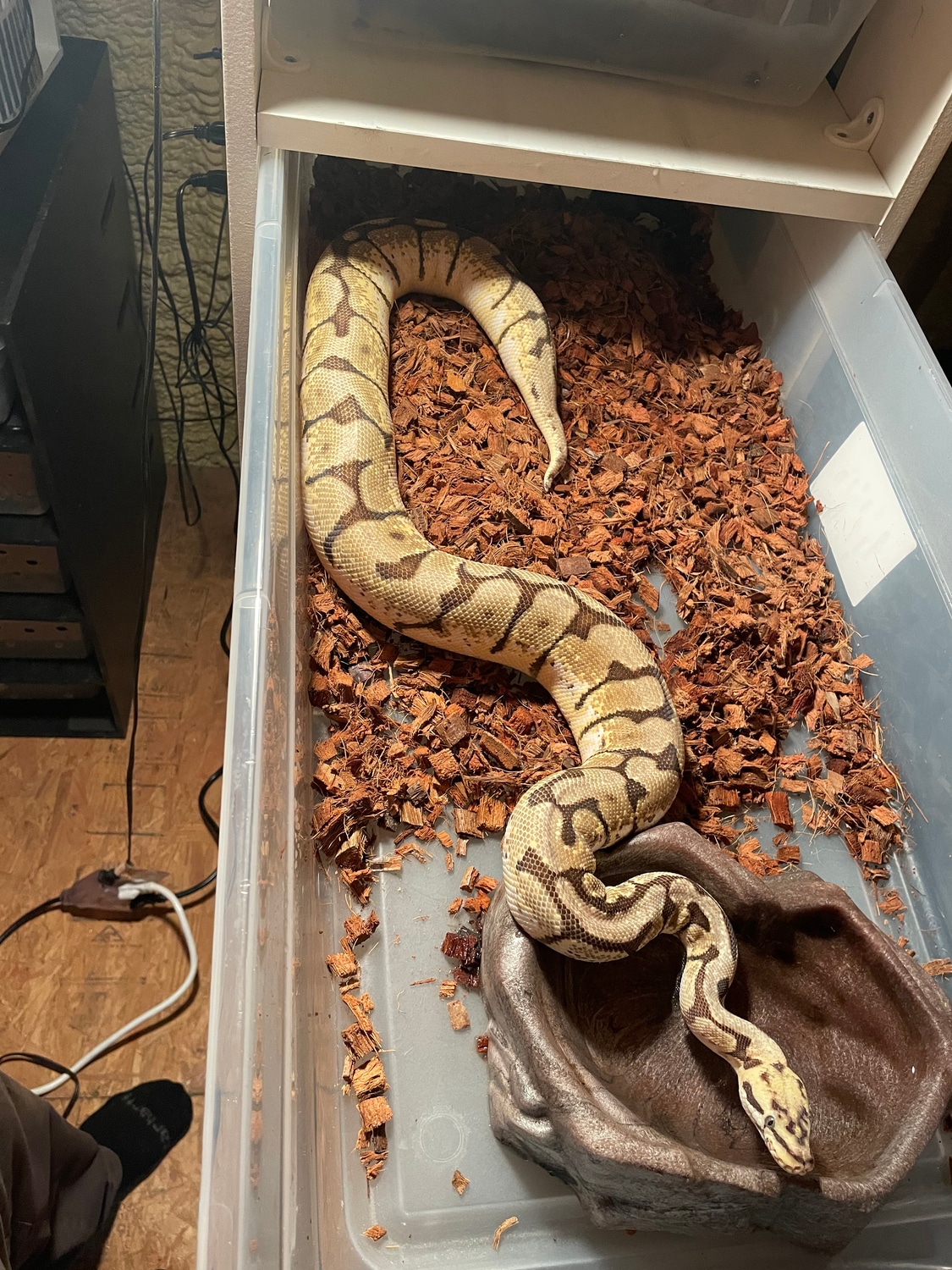 Bumblebee Ball Python by Atlanta Reptiles - MorphMarket