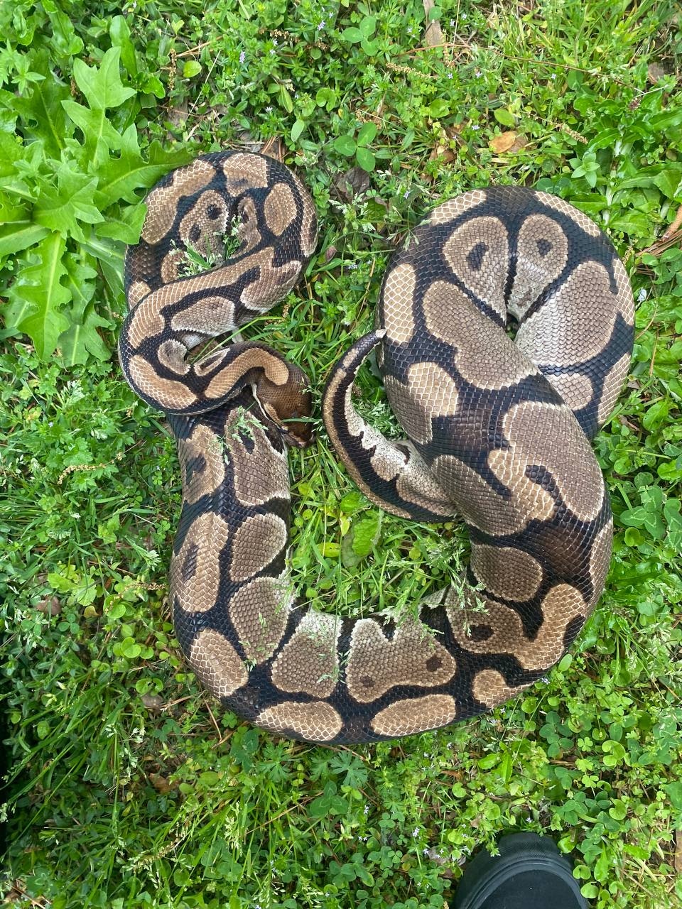 Volta Ball Python by Atlanta Reptiles - MorphMarket