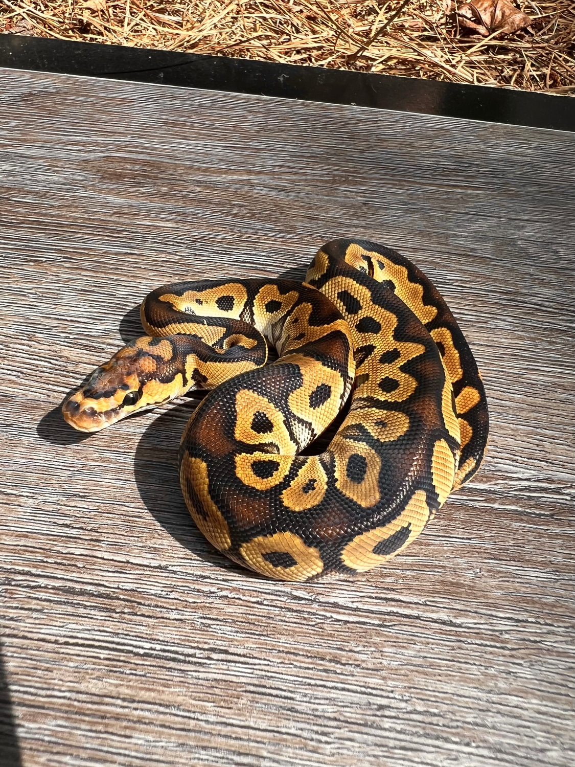 RedStripe Yellowbelly Clown 50% Het Pied Ball Python by Atlanta ...