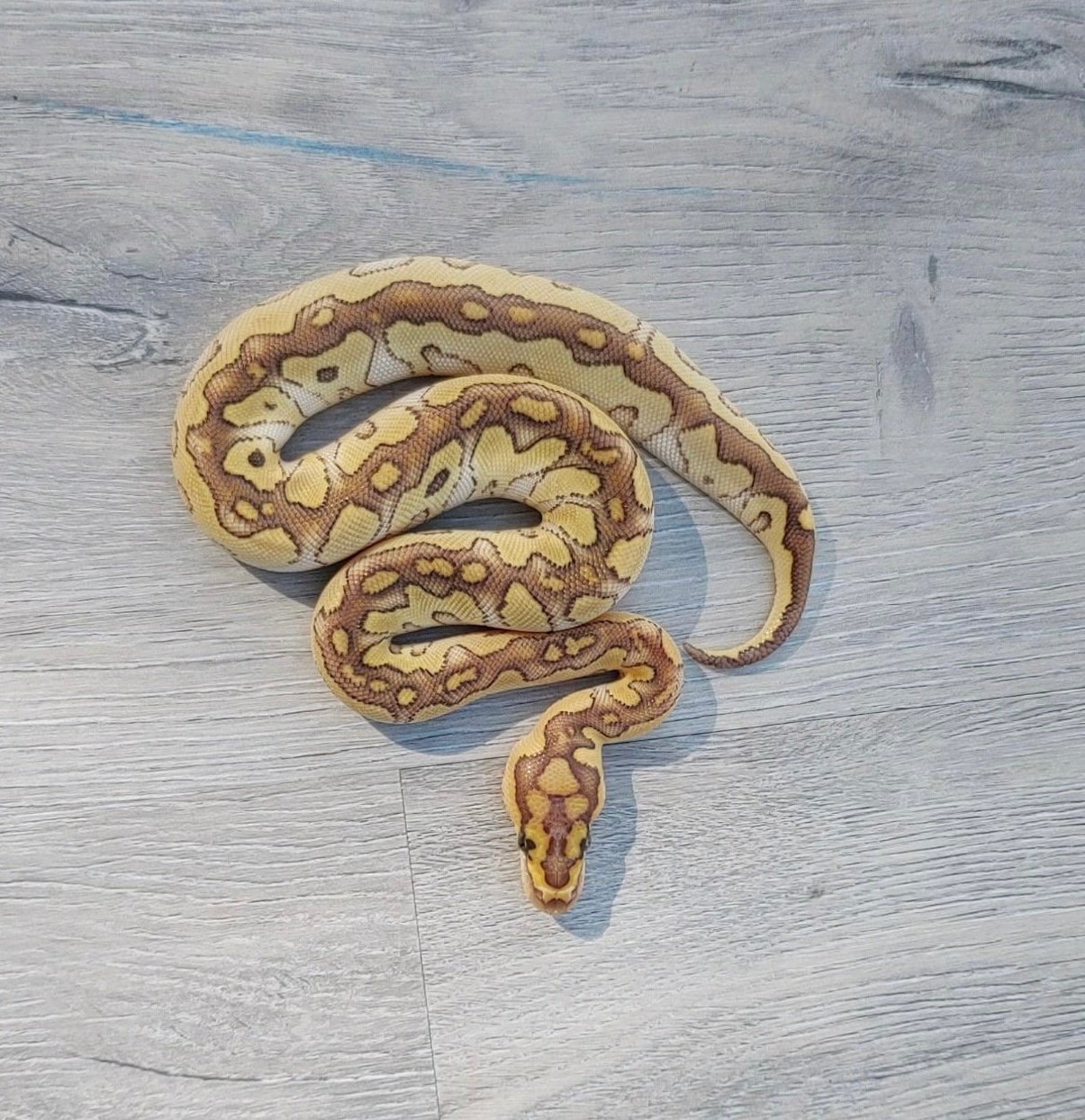 Lesser Red Stripe Clown 50% Het Pied Ball Python by Atlanta Reptiles ...