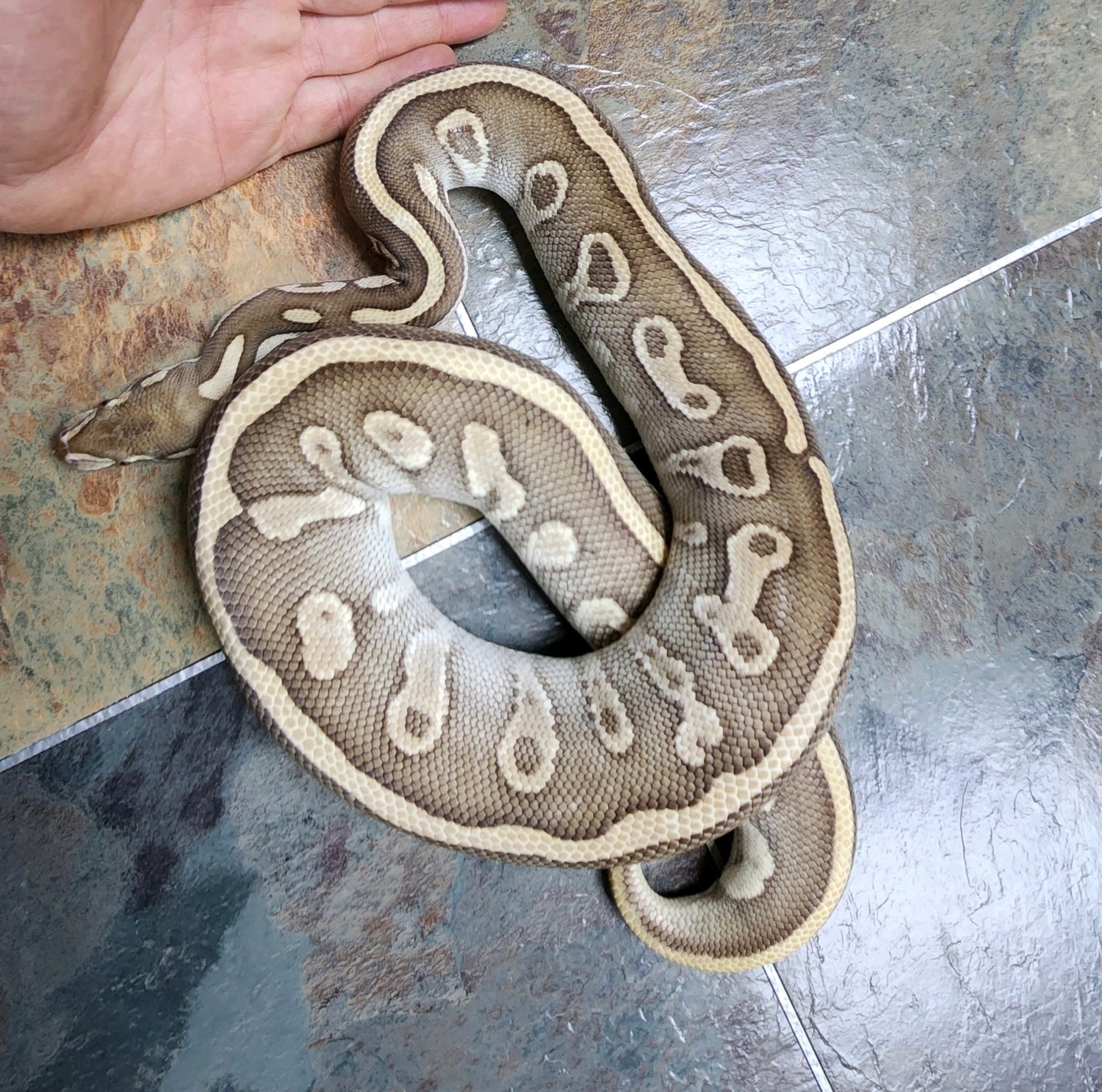 Leopard Butter 100% Het Clown Ball Python by Atlanta Reptiles - MorphMarket