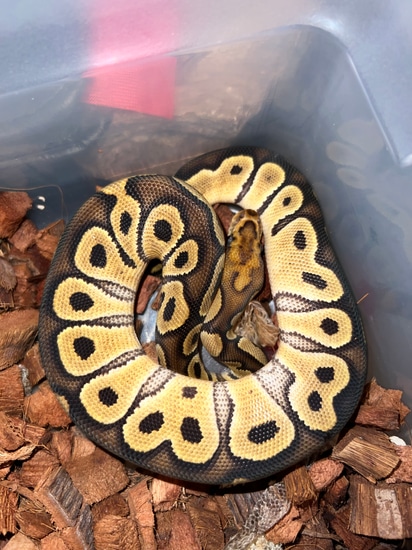 Chocolate Clown Ball Python by Atlanta Reptiles