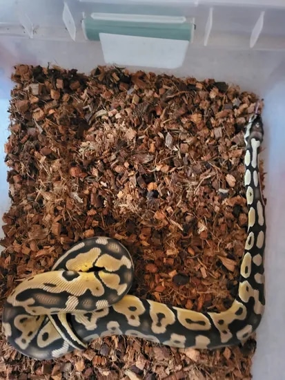 Pastel 100% Het Desert Ghost 100% Het Clown Ball Python by Atlanta ...