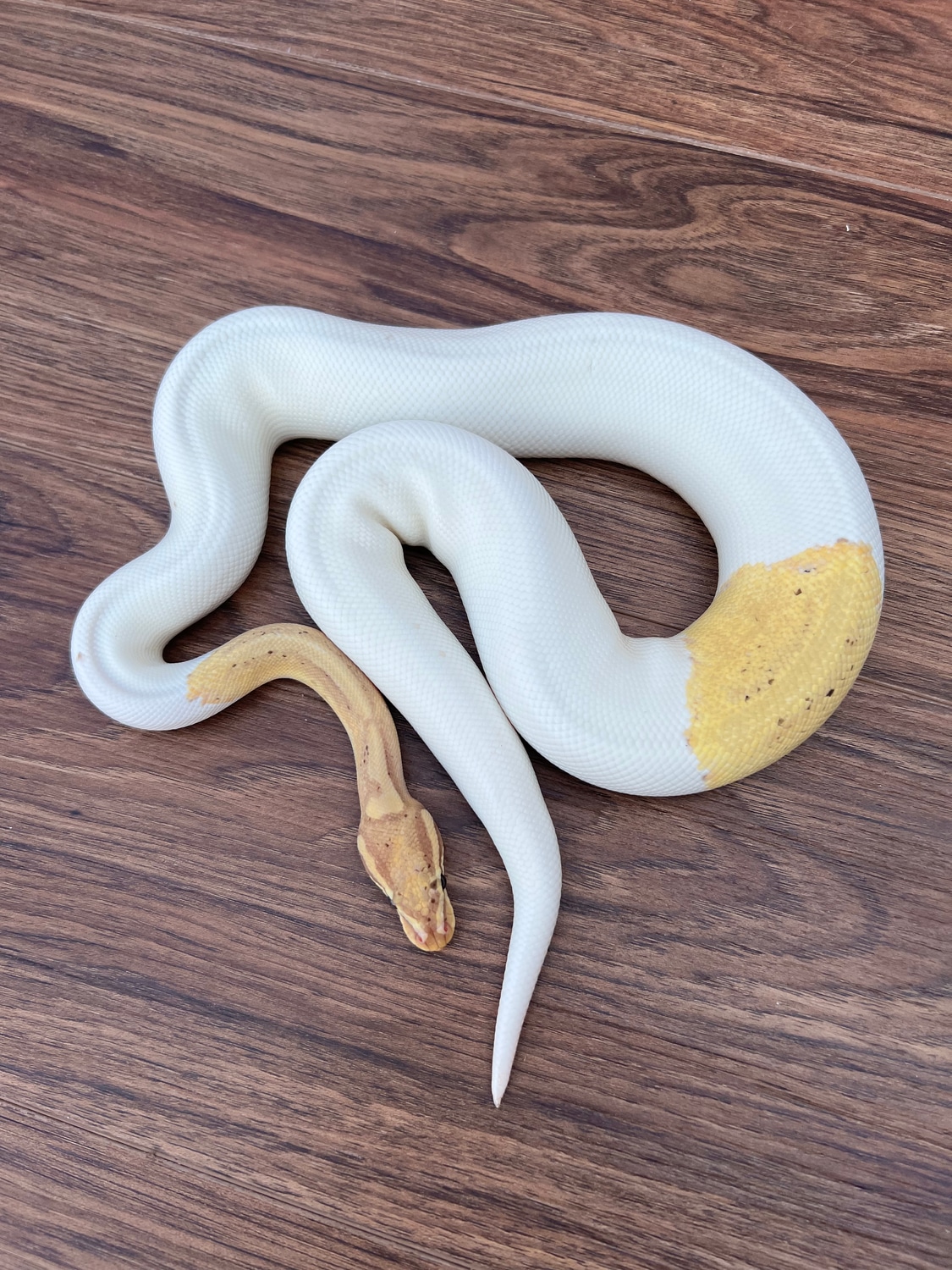 Banana Pied Ball Python by Atlanta Reptiles - MorphMarket