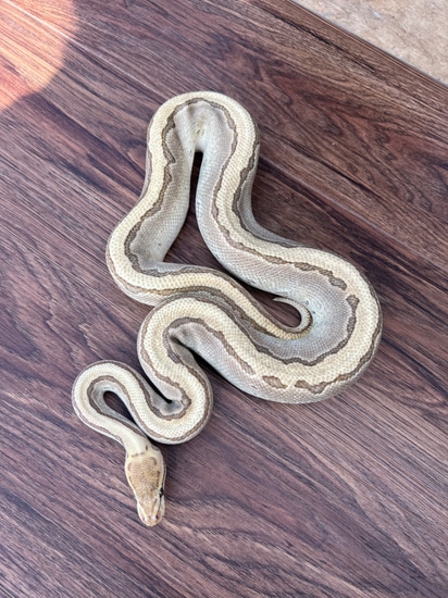 GeneX Lesser Pinstripe Ball Python by Atlanta Reptiles