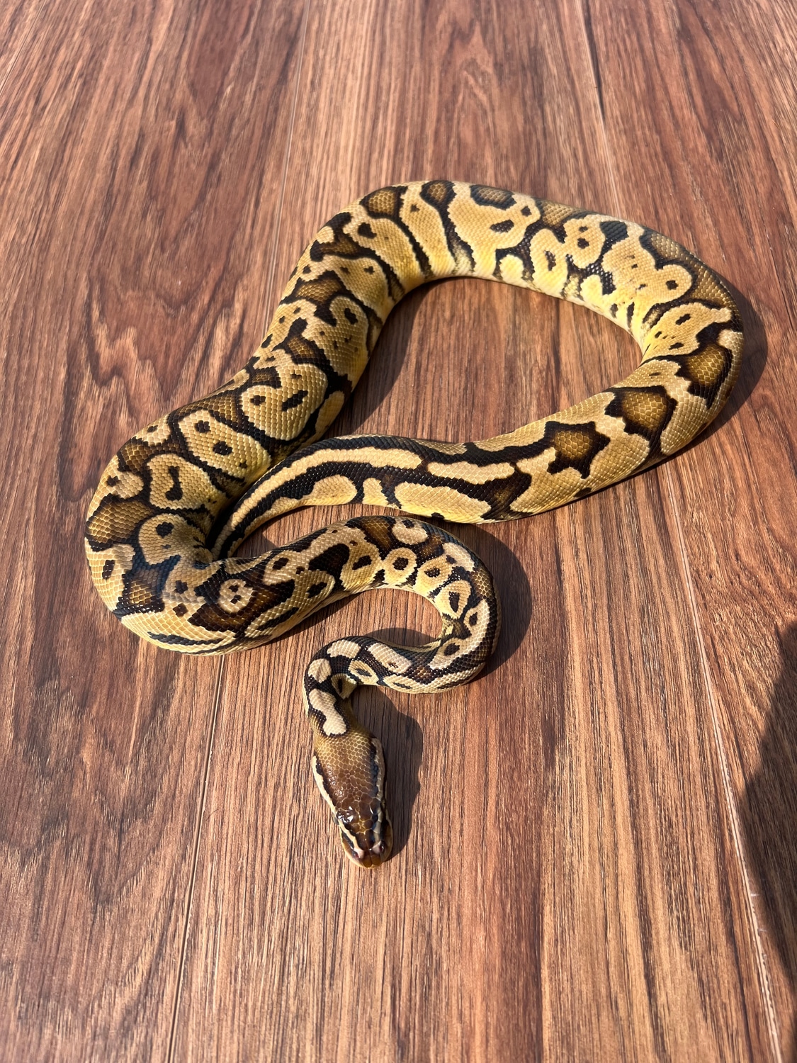 Pastel Enchi Pos Yellowbelly Ball Python by Atlanta Reptiles - MorphMarket