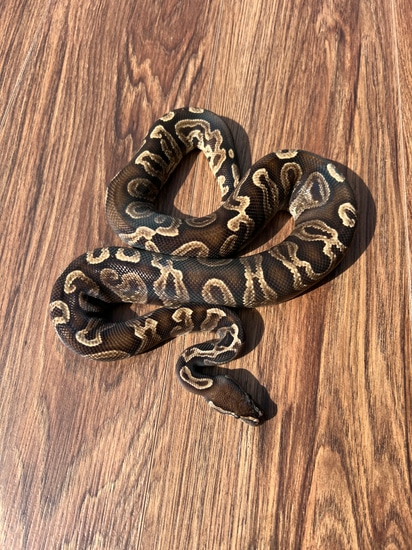 Superb Quality GHI With Paradox Ball Python by Atlanta Reptiles
