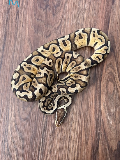 Firefly GHI Ball Python by Atlanta Reptiles