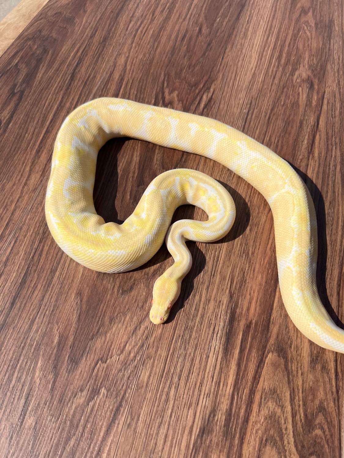 Albino Enchi Ball Python by Atlanta Reptiles - MorphMarket