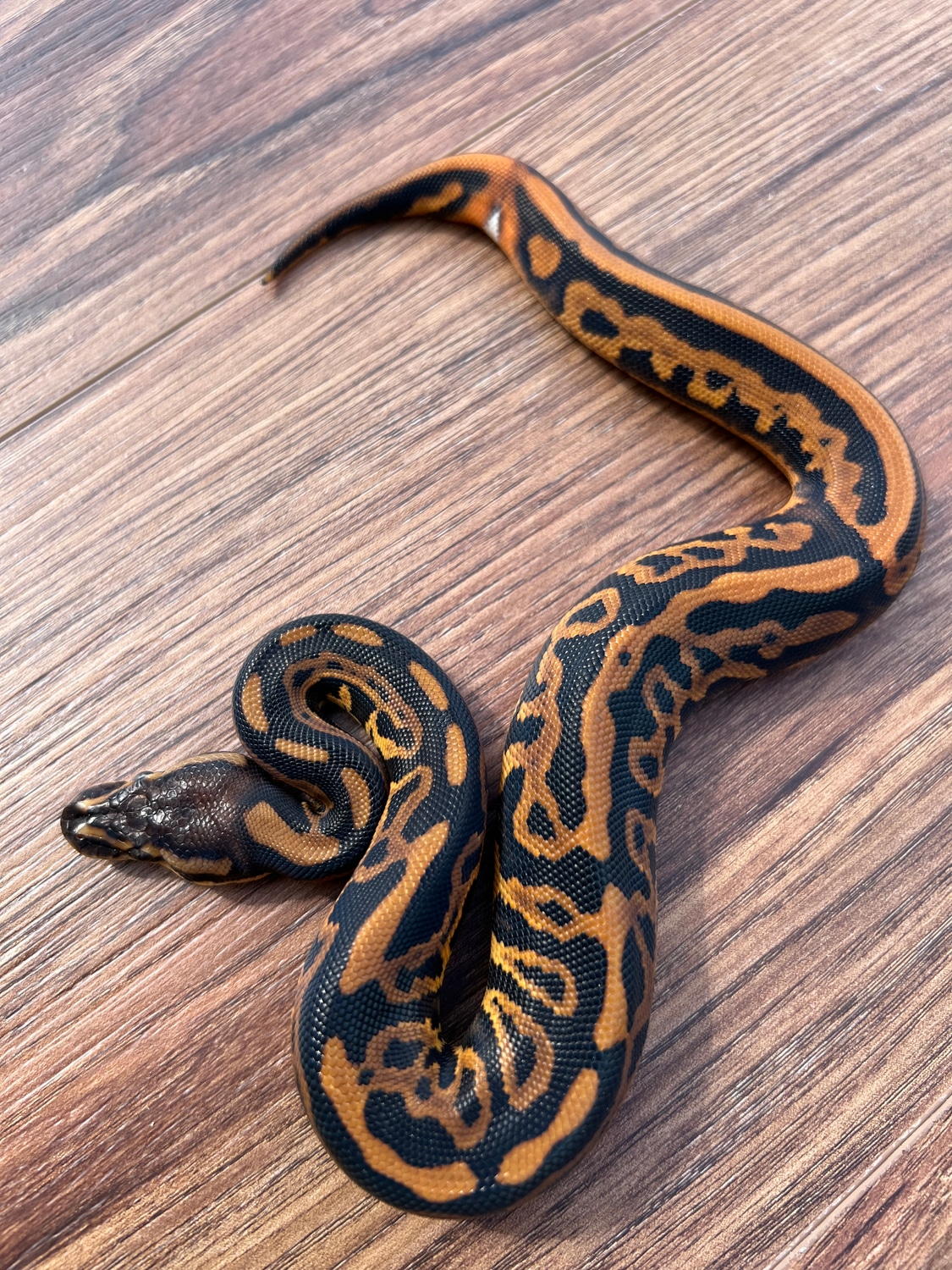 Leopard Black Pastel Het Clown Het Pied Ball Python by Atlanta Reptiles ...