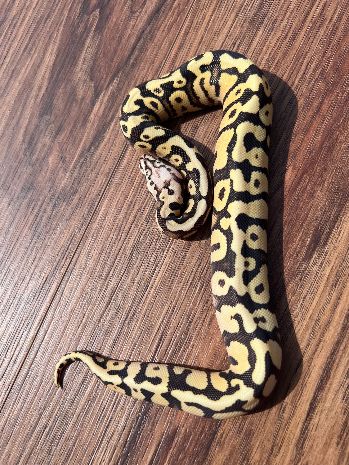 Firefly Spotnose Redstripe Yellowbelly 100% Het Clown 50% Het Pied Ball ...