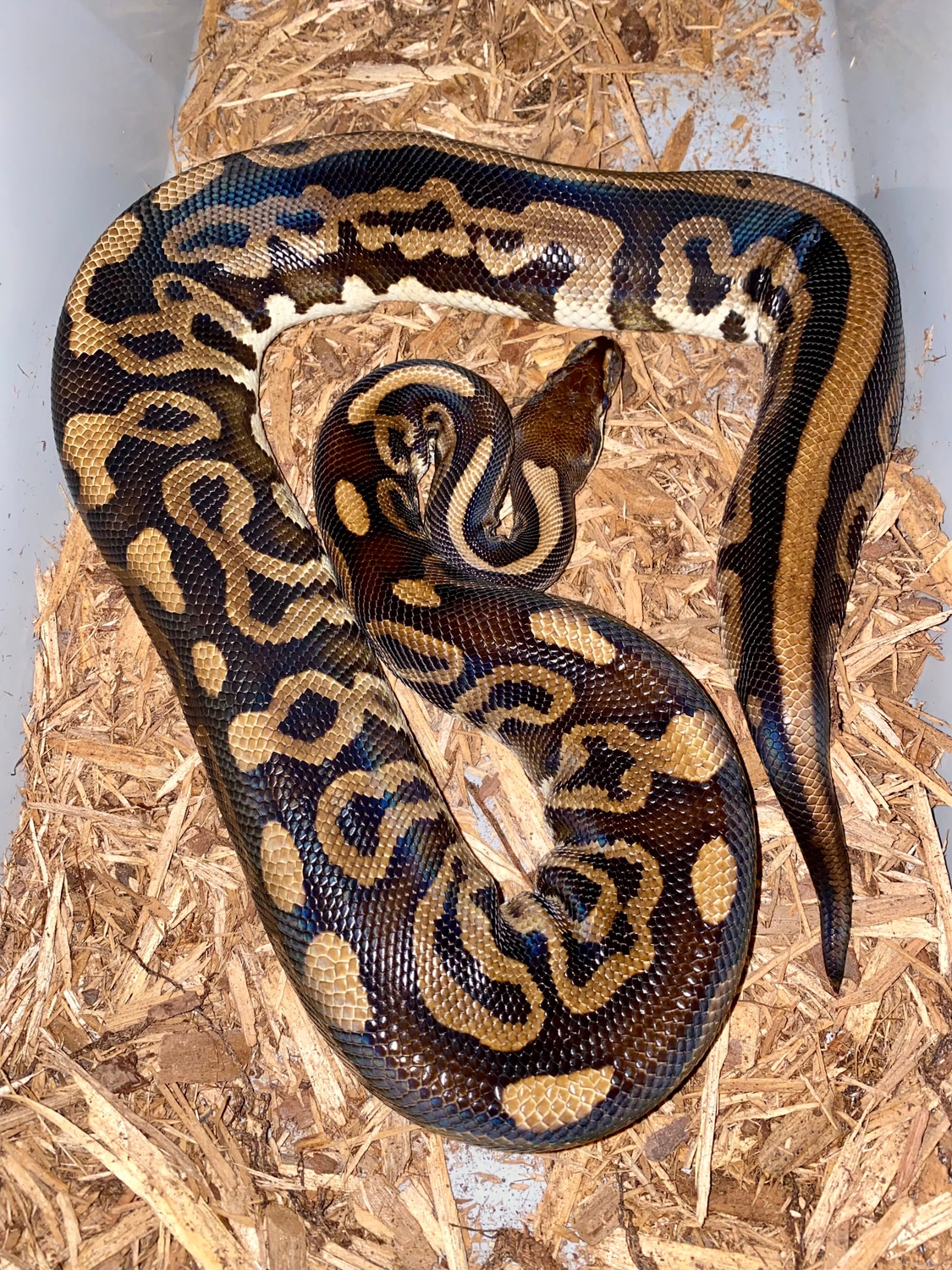 Leopard Black Pastel 100% Het Clown Ball Python by Atlanta Reptiles ...